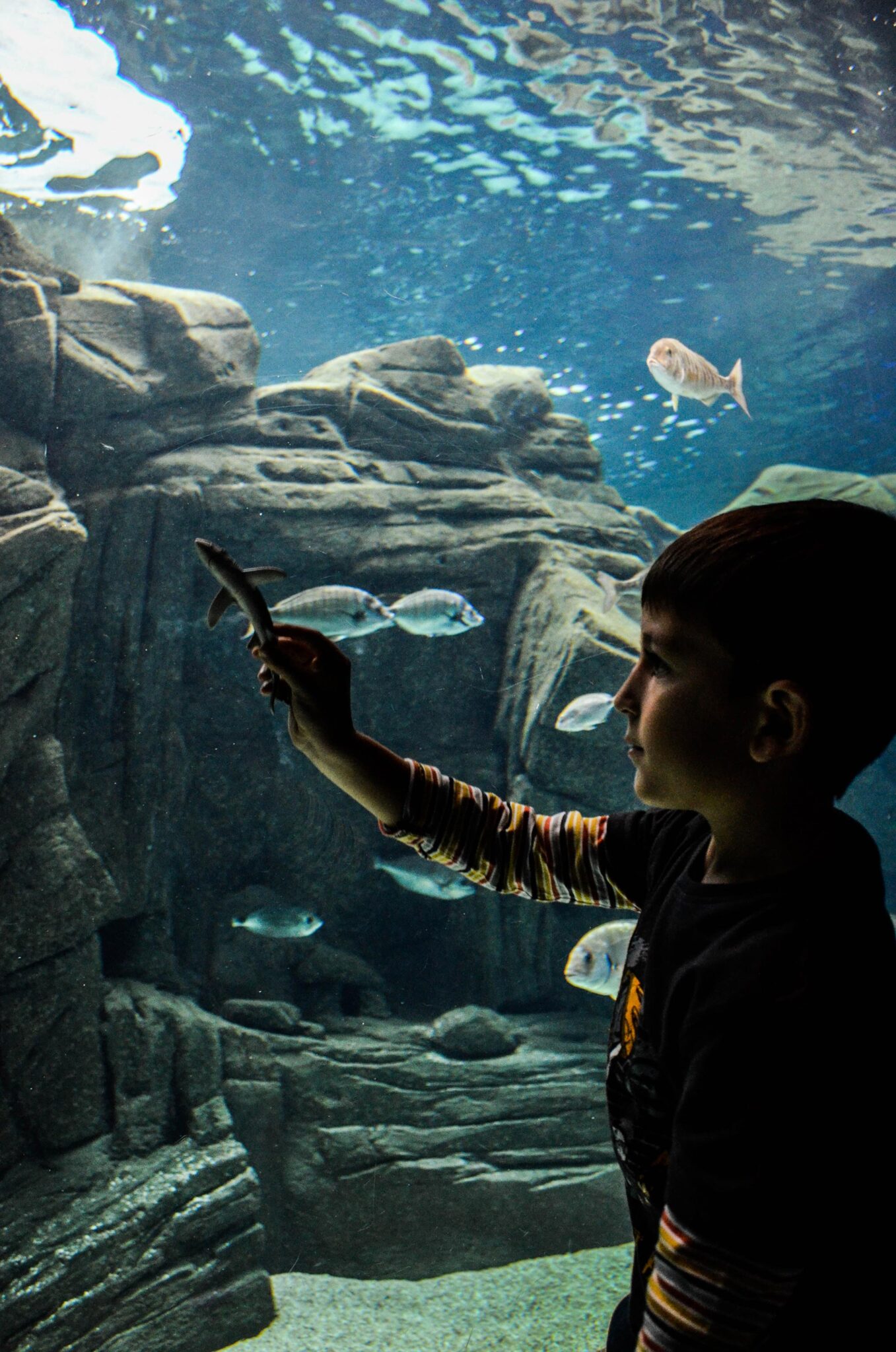 Home - Aquarium