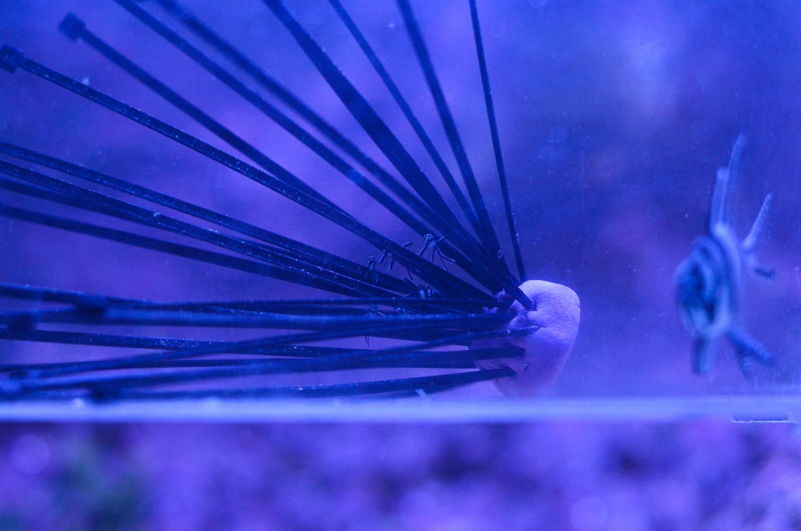ΓΕΝΝΗΤΟΥΡΙΑ ΣΤΟ ΕΝΥΔΡΕΙΟ ΚΡΗΤΗΣ!!! - Aquarium